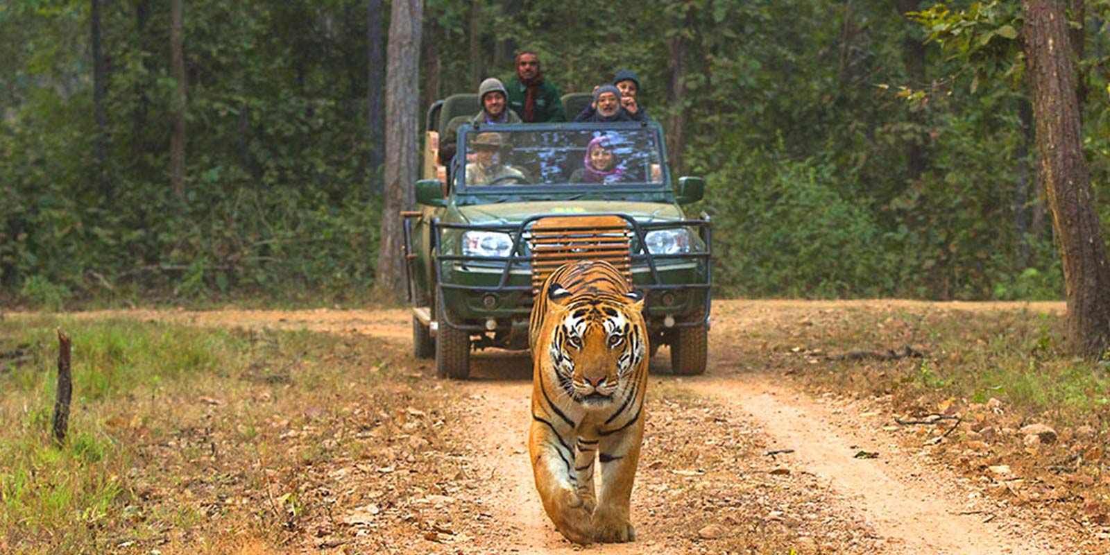 Chitvan Jungle Lodge Kanha | Ideal Stay for India Wildlife Tours